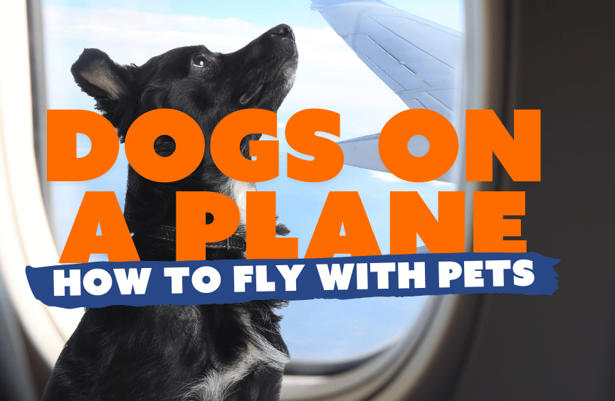 Dogs on a Plane: How to fly with pets